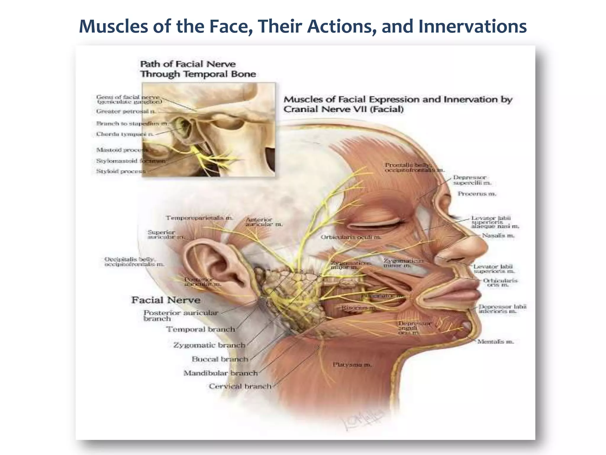 The Seventh Cranial Nerve | PPTX
