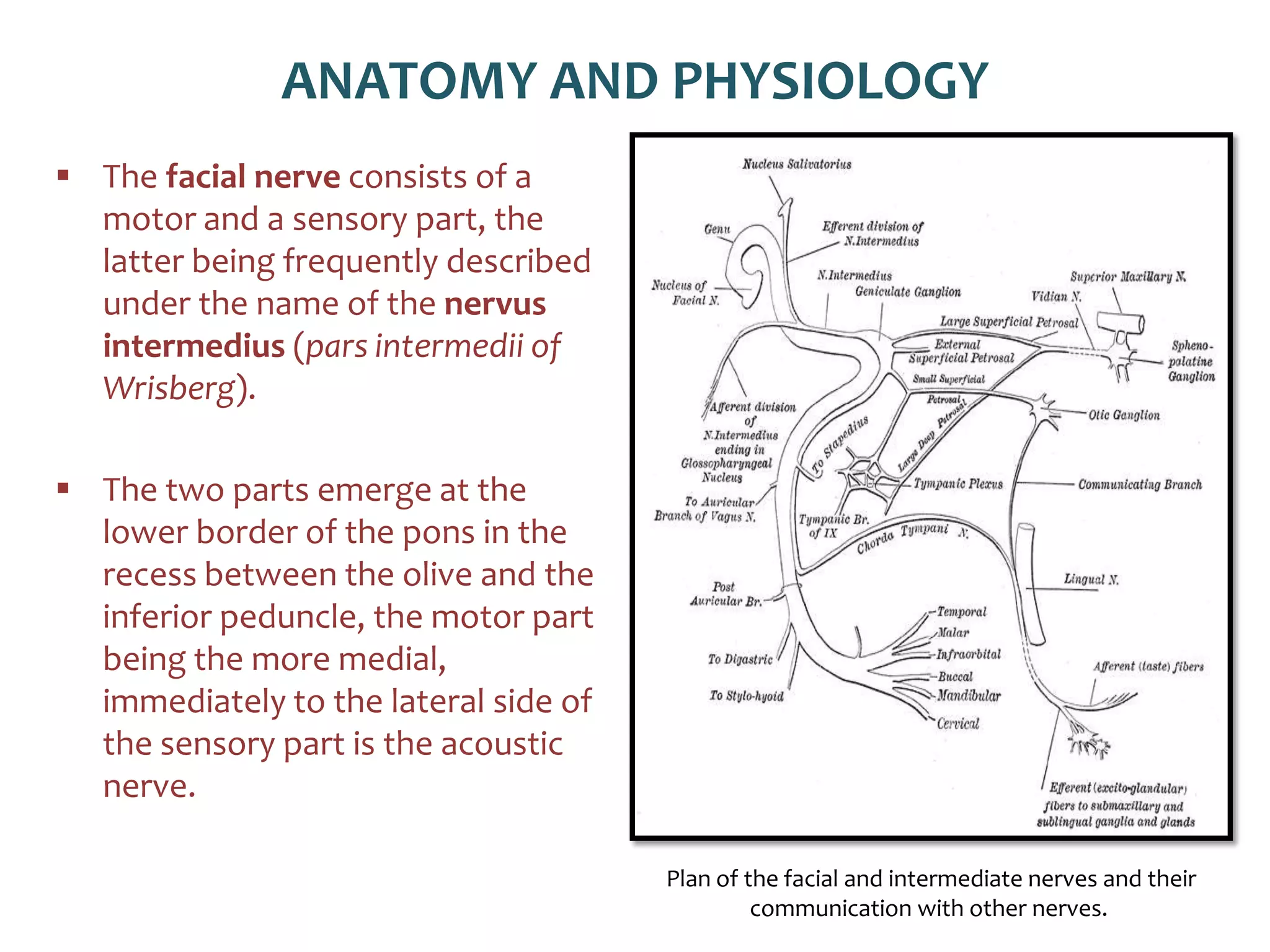 The Seventh Cranial Nerve | PPTX