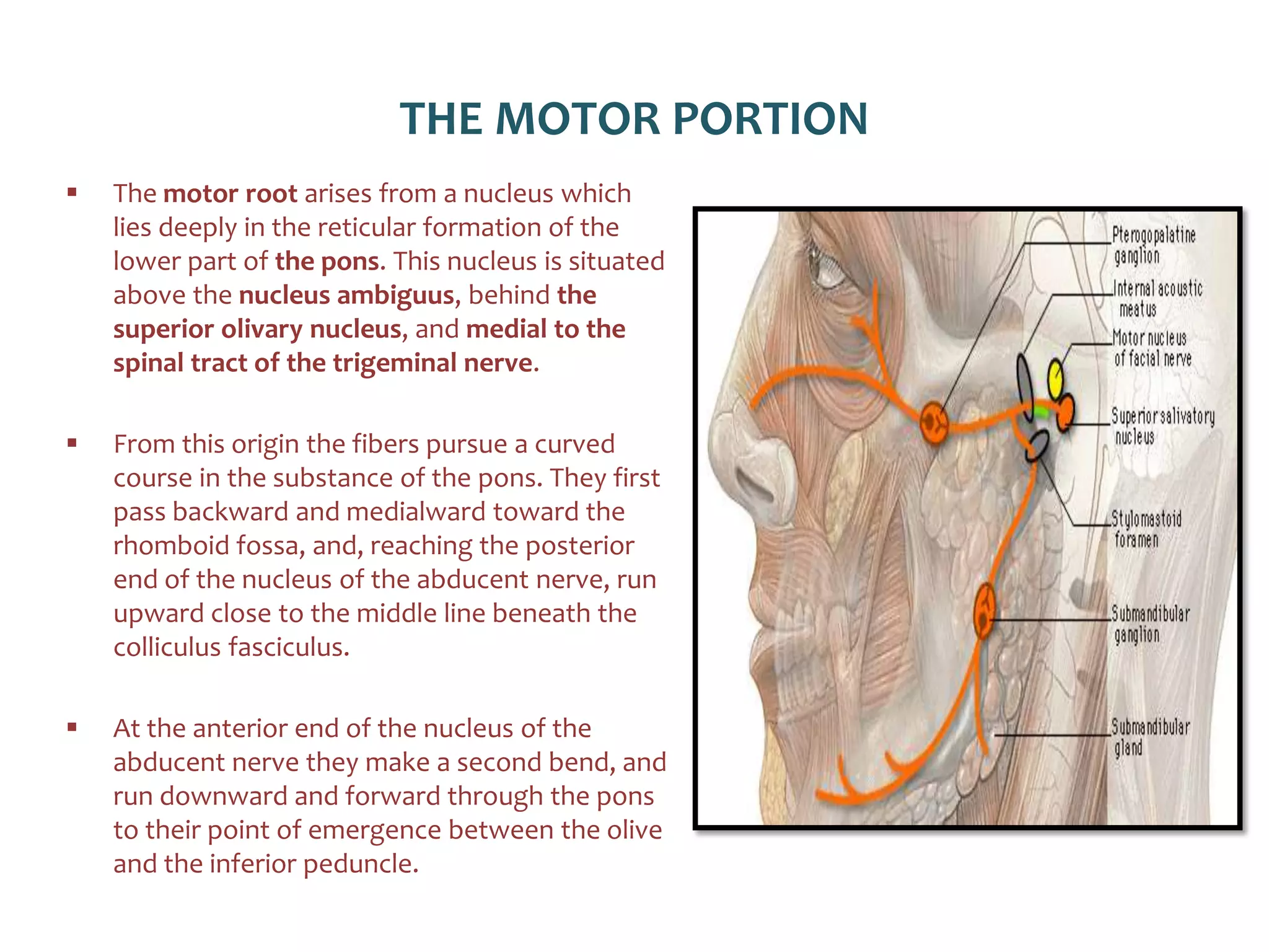 The Seventh Cranial Nerve | PPTX
