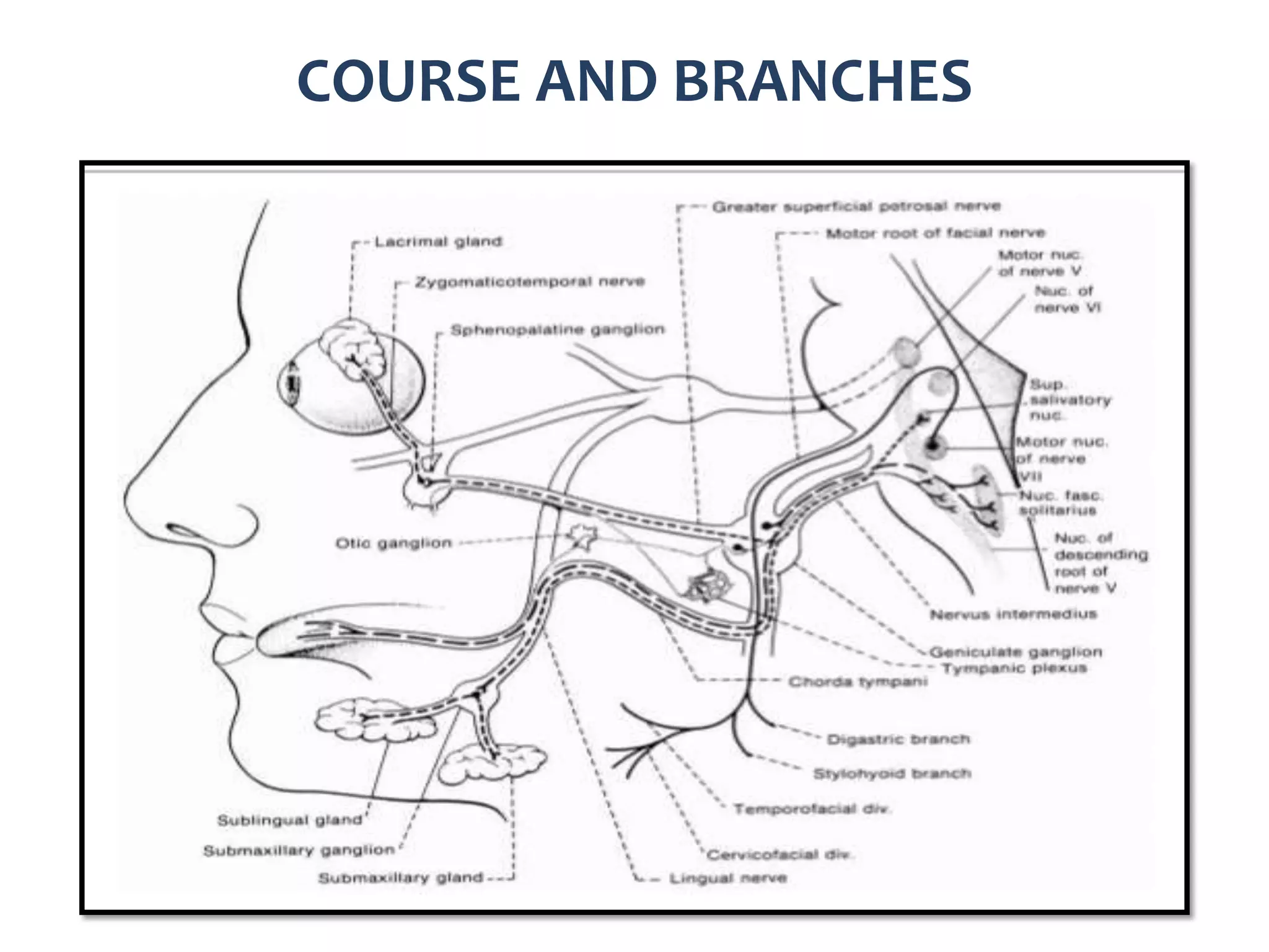 The Seventh Cranial Nerve | PPTX