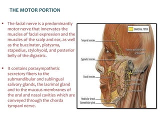 The Seventh Cranial Nerve | PPTX