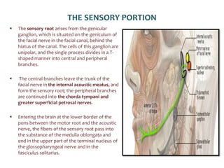 The Seventh Cranial Nerve | PPTX