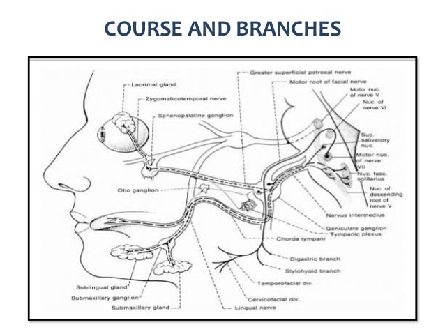 The Seventh Cranial Nerve