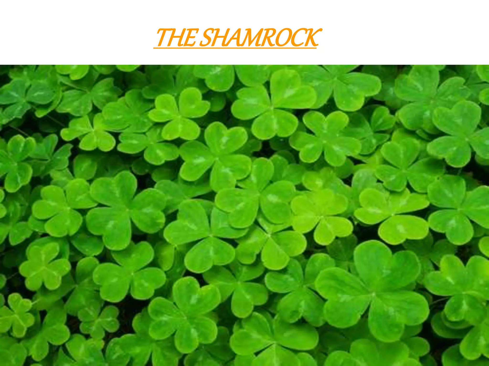 The shamrock | PPTX