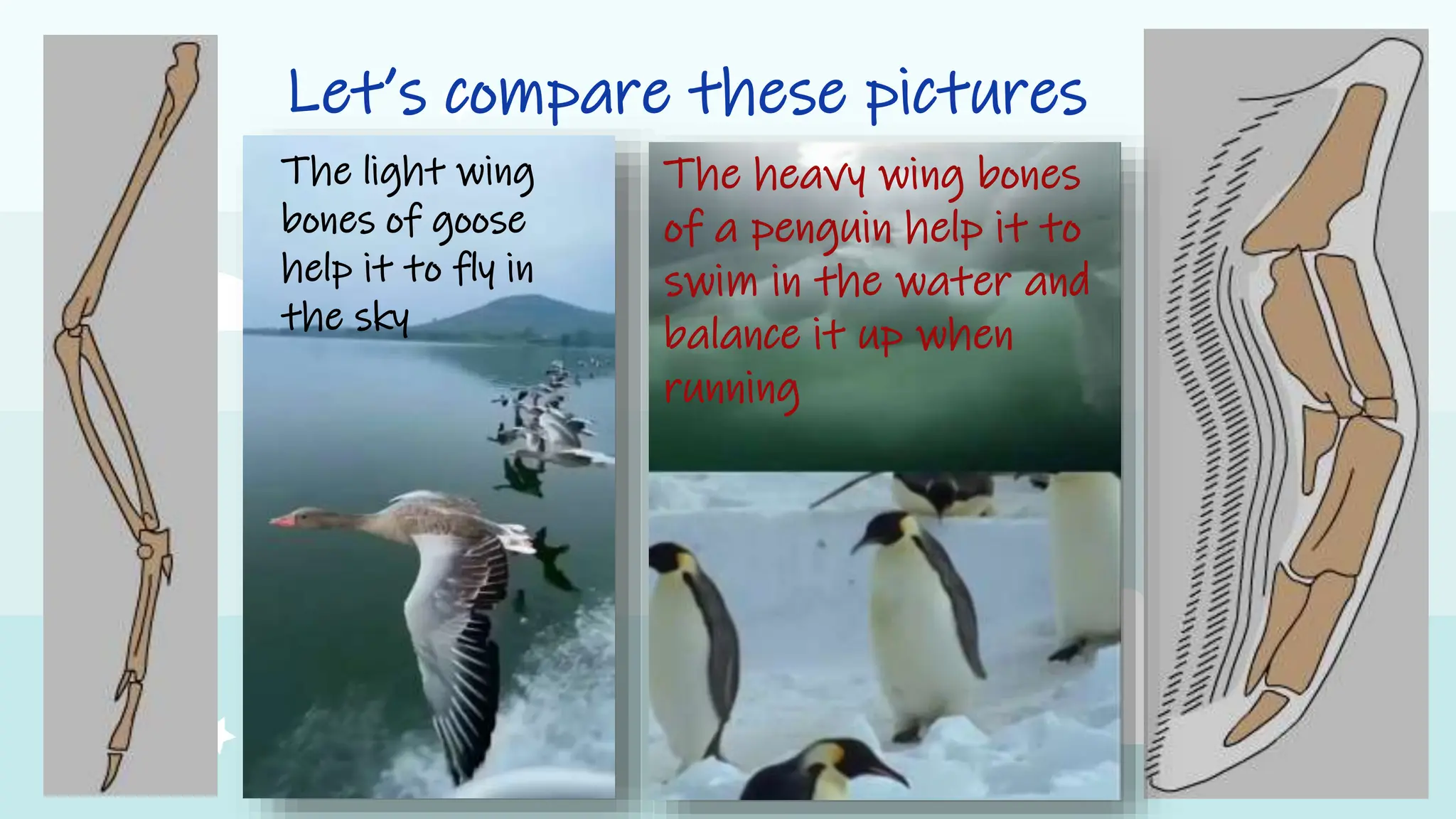 The Shape of Animal Parts Relate to Their Funcion.pptx