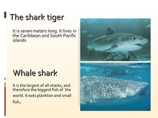 The shark 2010.ppt miriam | PPT | Fish and Aquariums | Pets