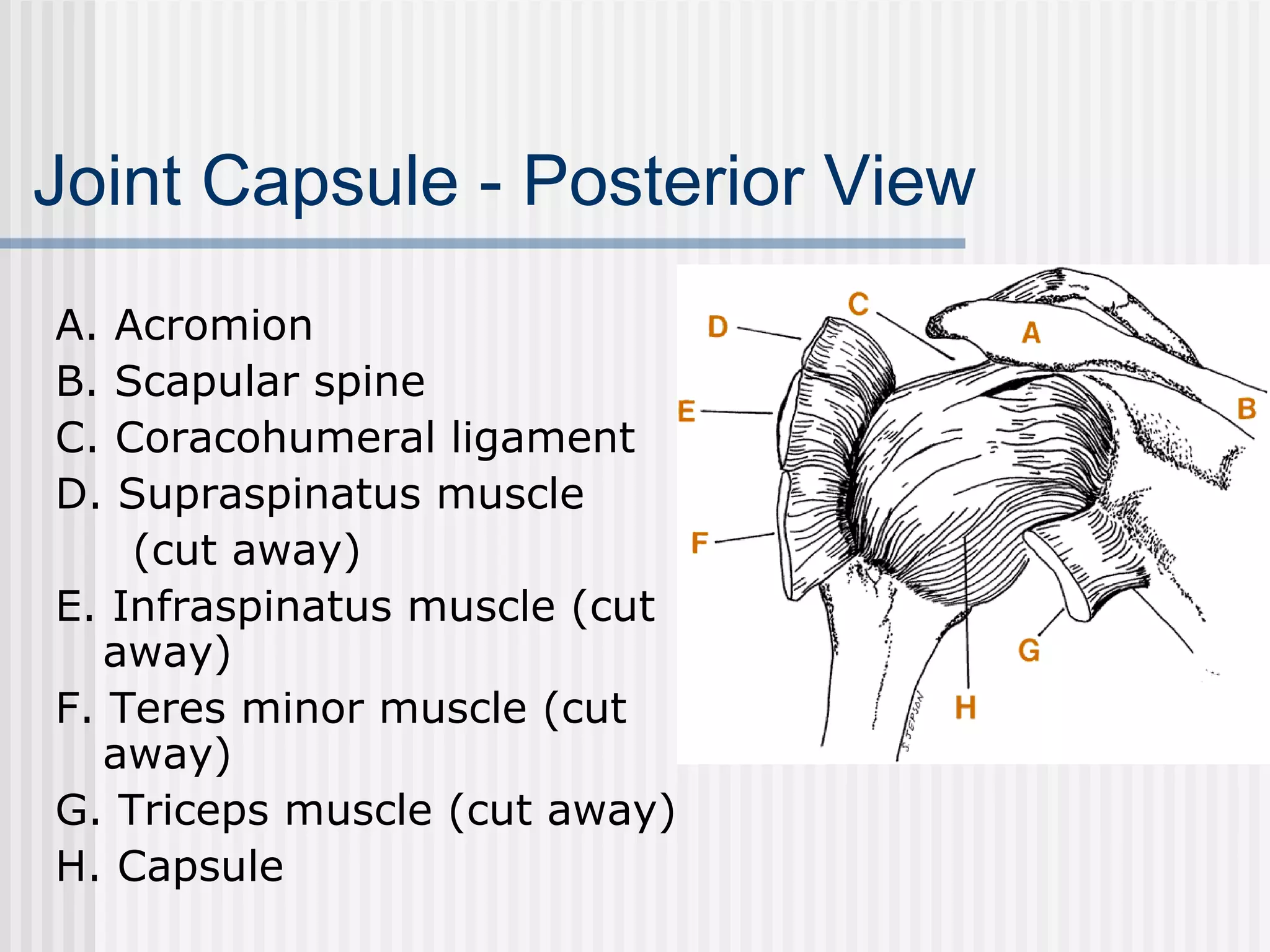 Examination of shoulder joint | PPT
