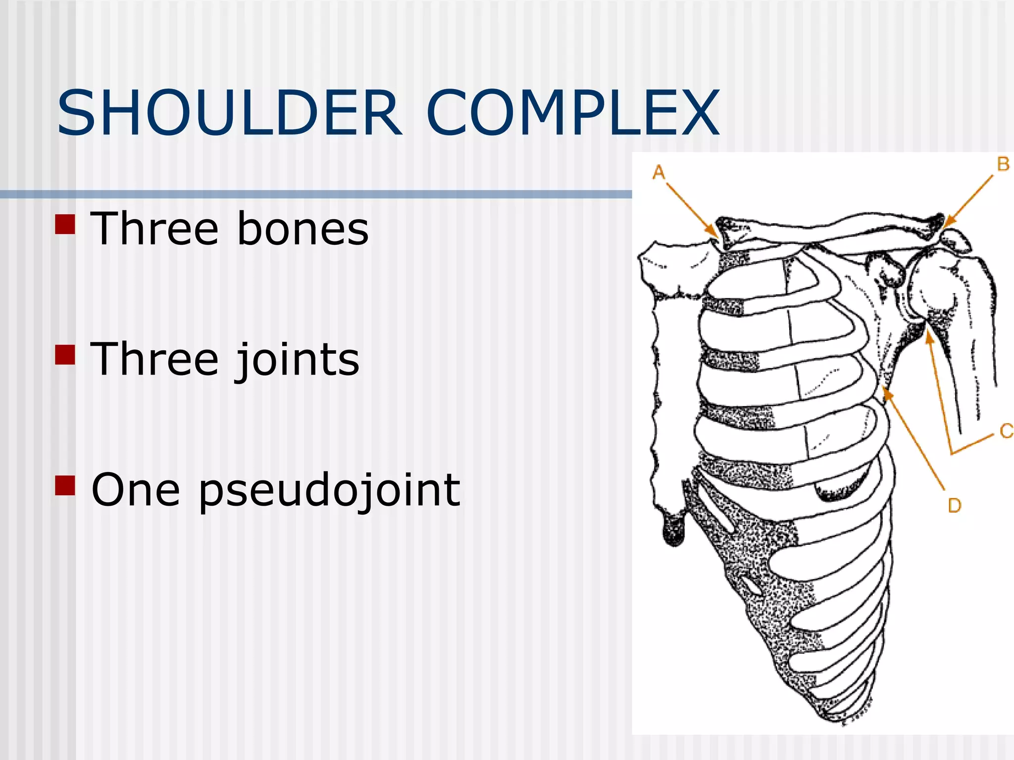 Examination of shoulder joint | PPT