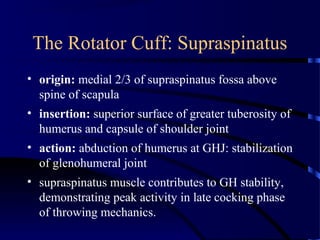 The shoulder BioMechanics of Pitching | PPT
