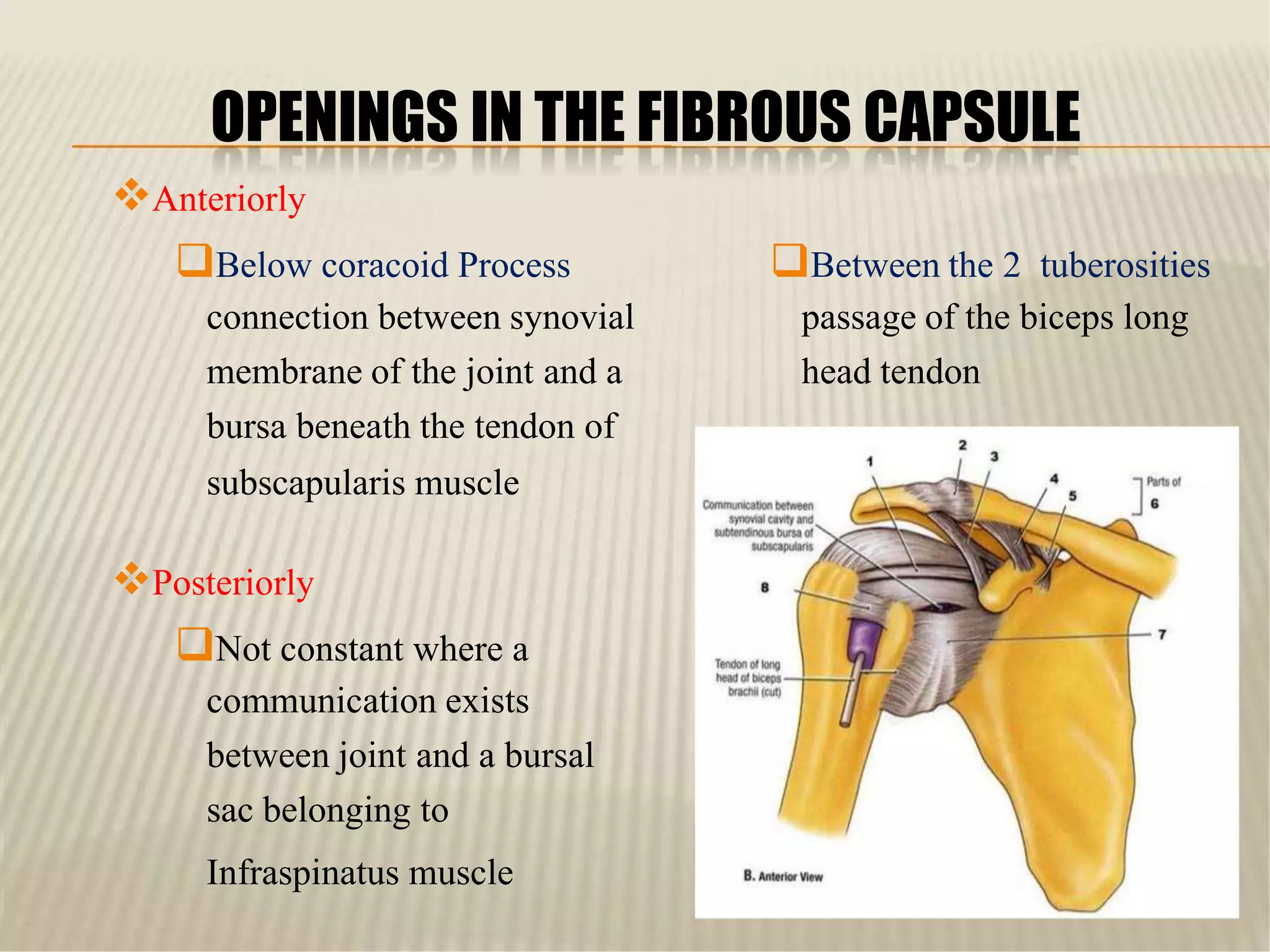 The Shoulder Anatomy.pptx