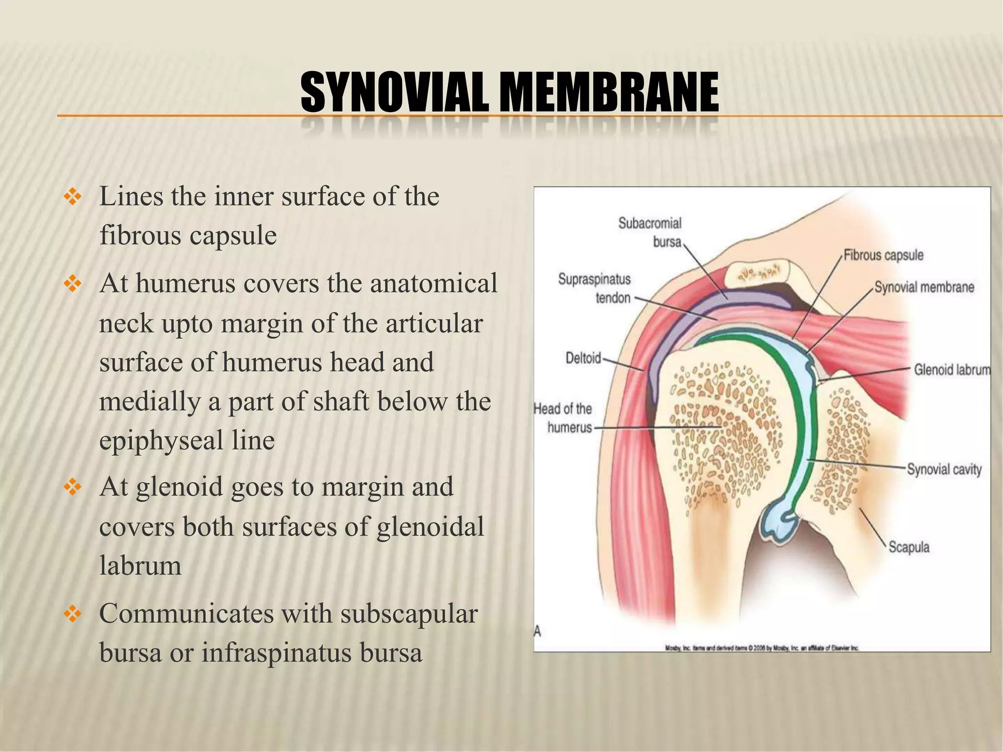 The Shoulder Anatomy.pptx