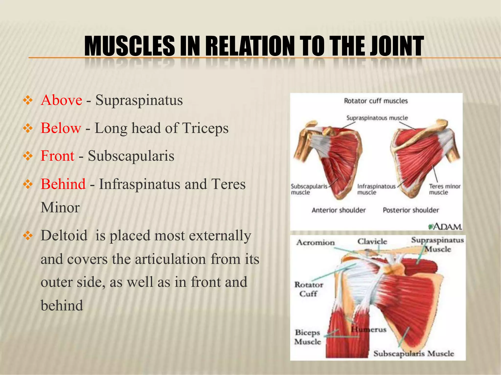 The Shoulder Anatomy.pptx