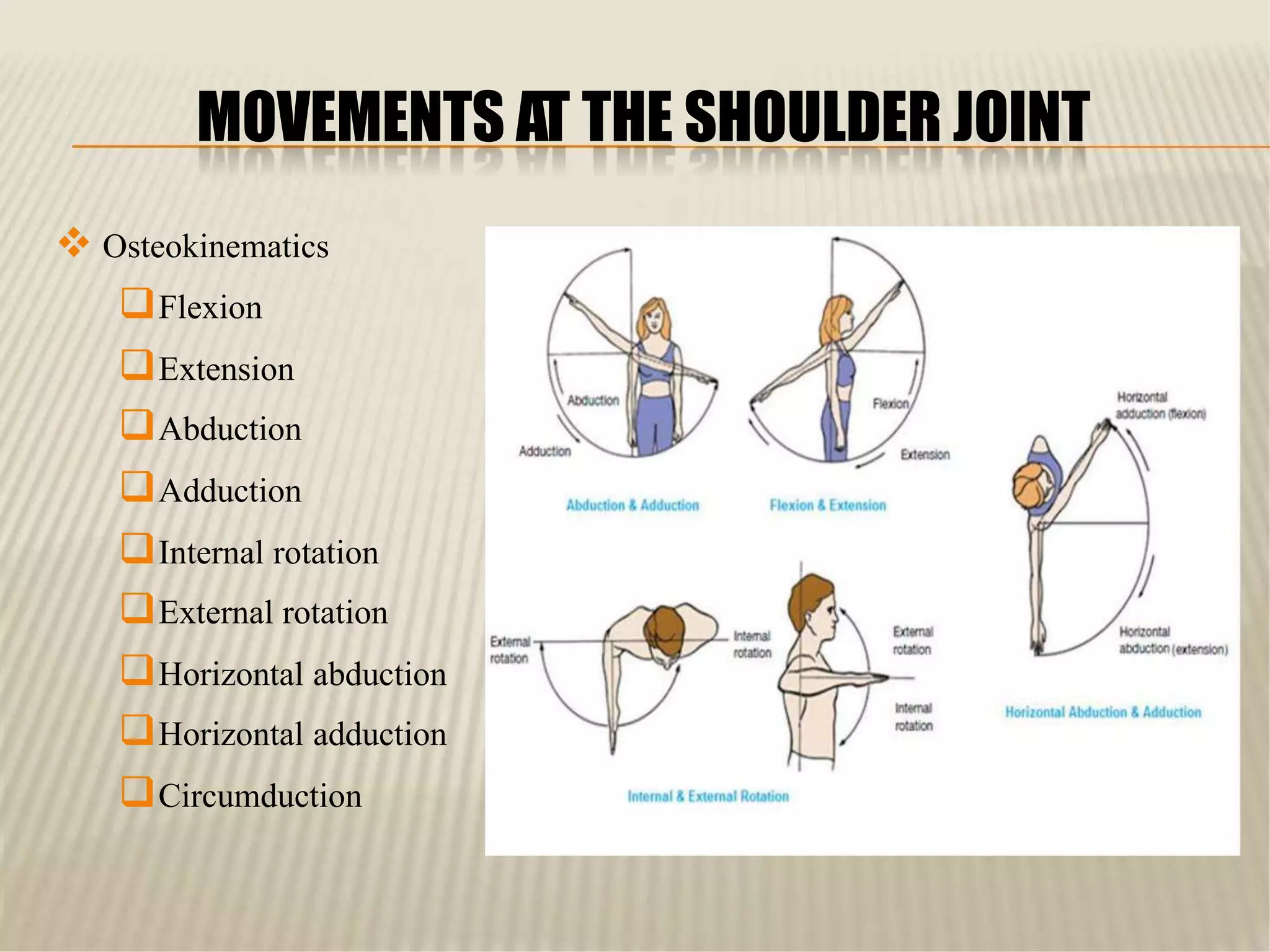 The Shoulder Anatomy.pptx