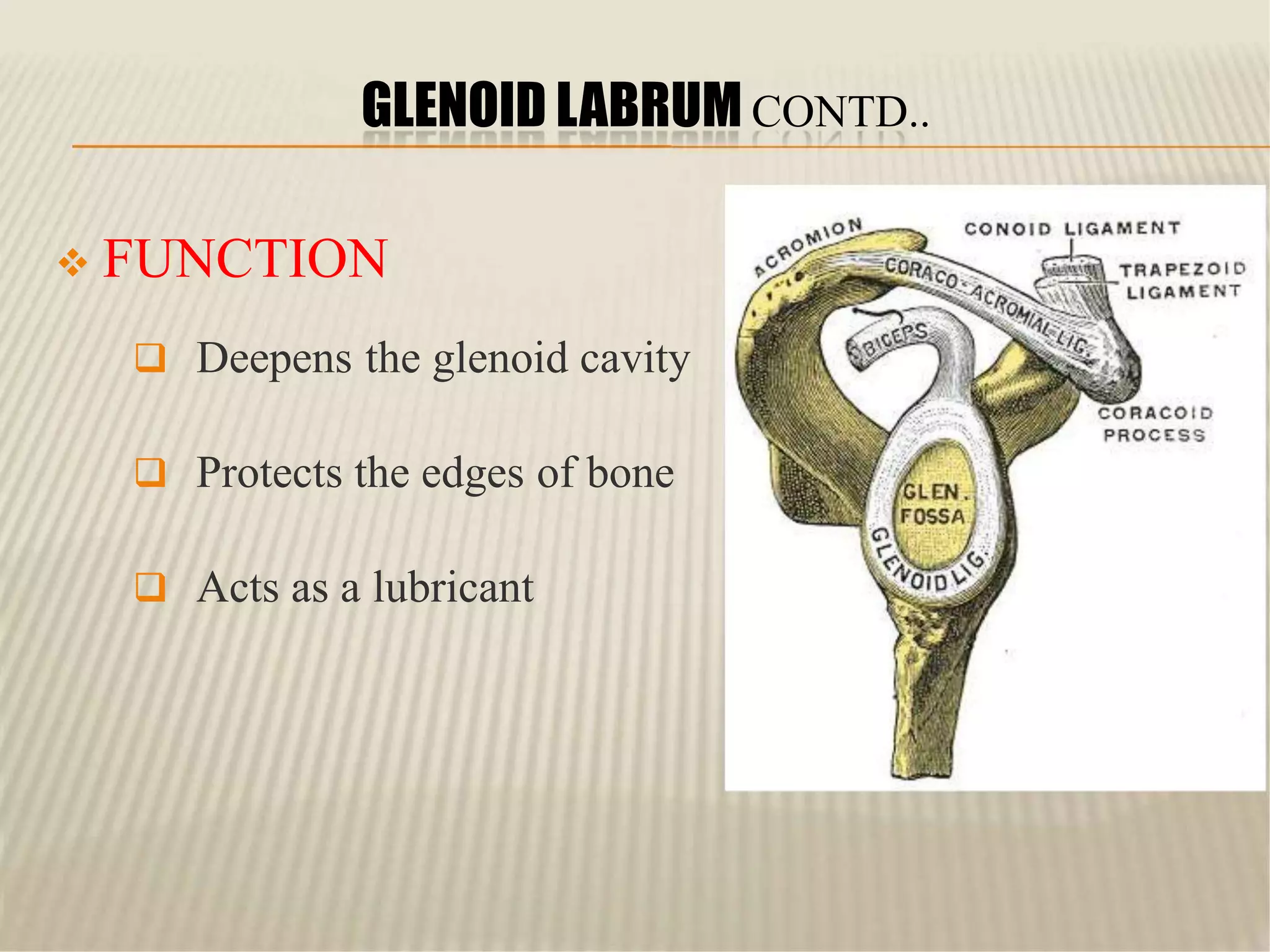 The Shoulder Anatomy.pptx