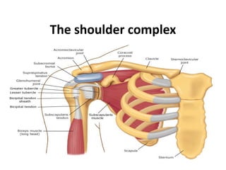 The shoulder complex AND BIOMECHANICS OF IT | PPTX