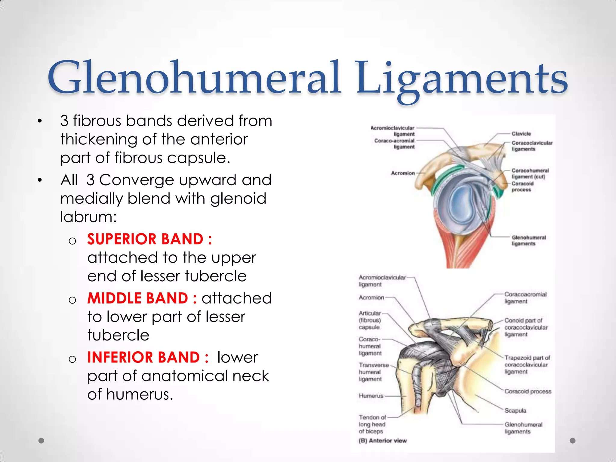 The shoulder joint | PPTX