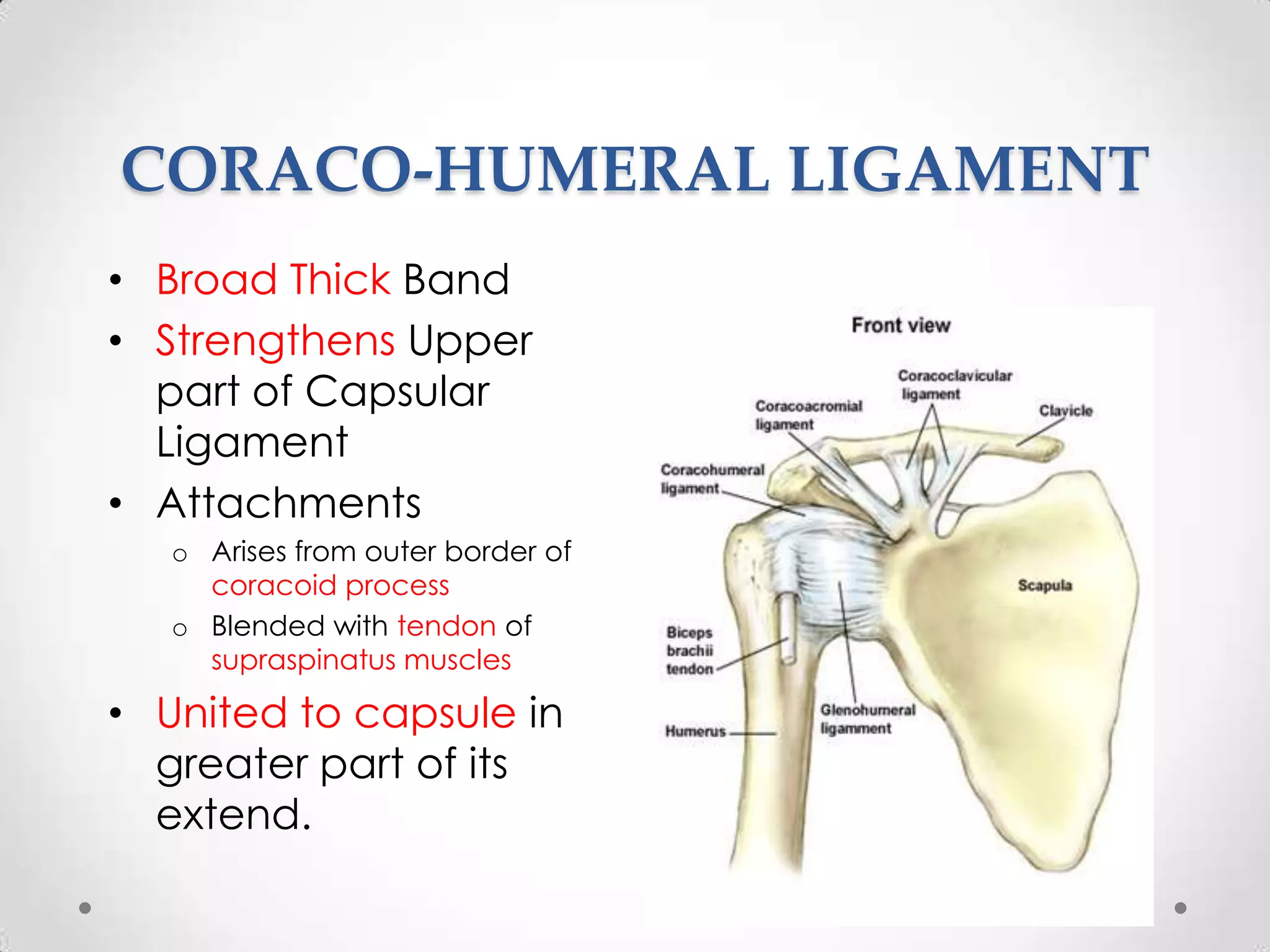 The shoulder joint | PPTX