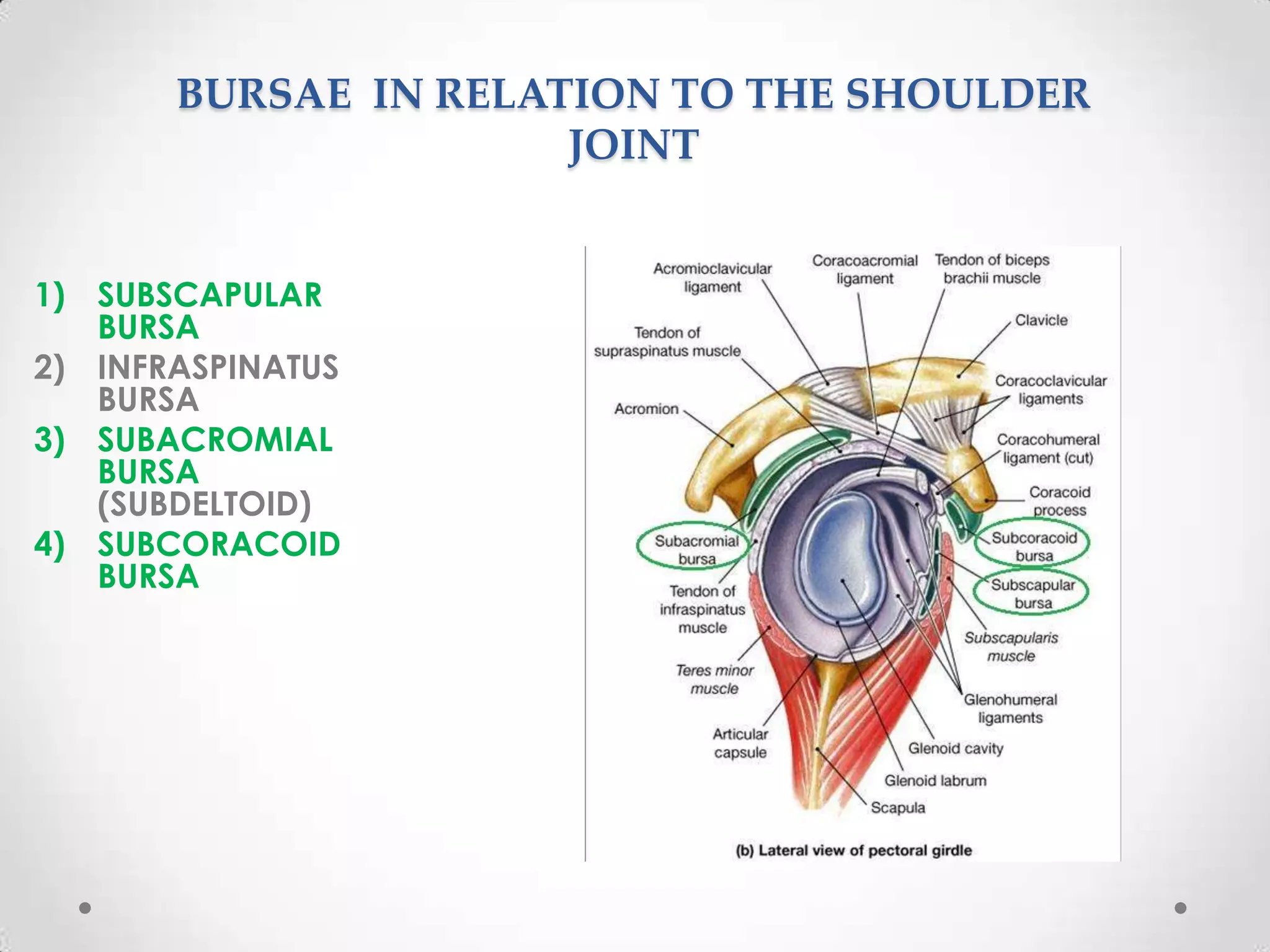 The shoulder joint | PPTX