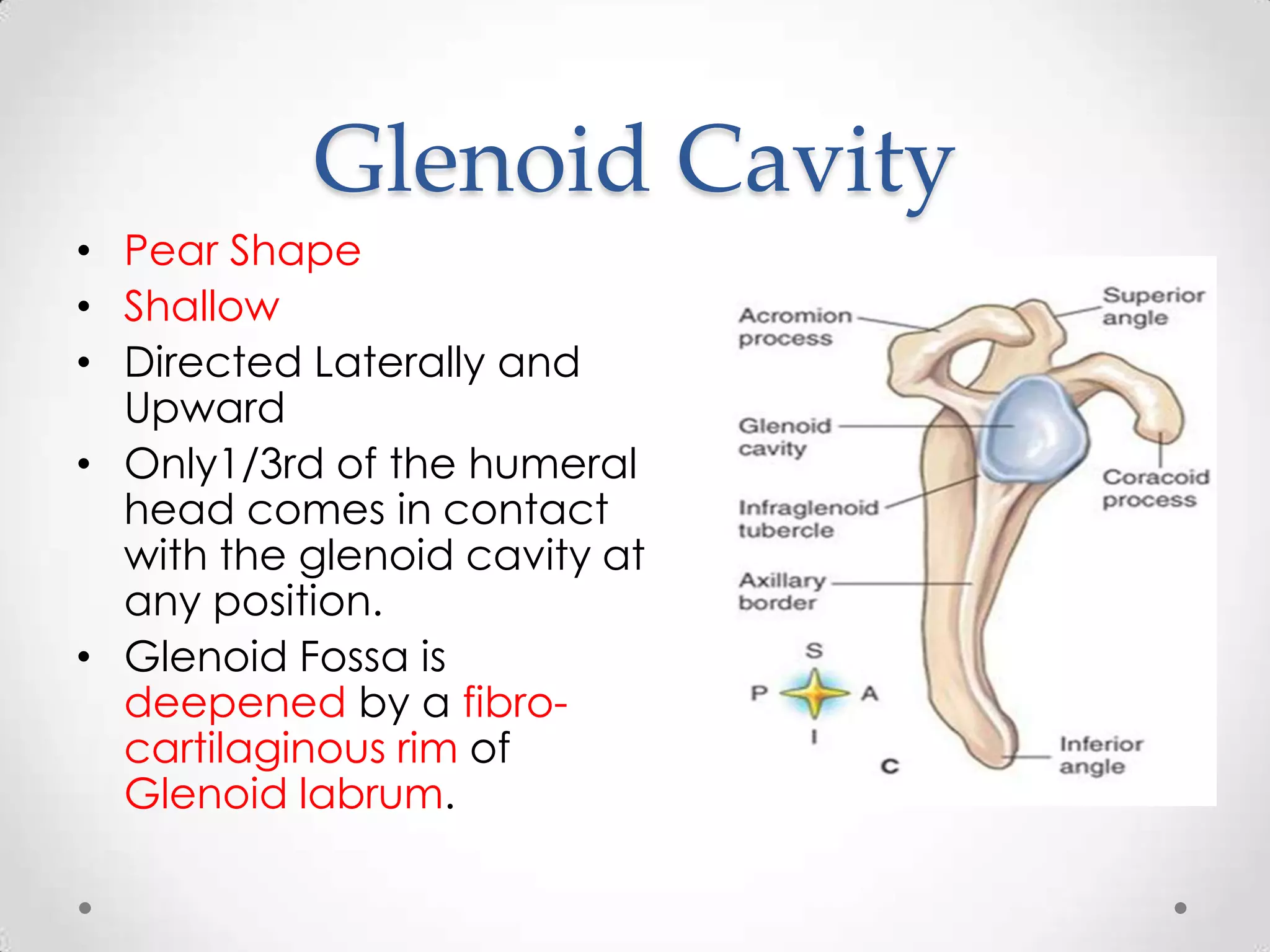The shoulder joint | PPTX