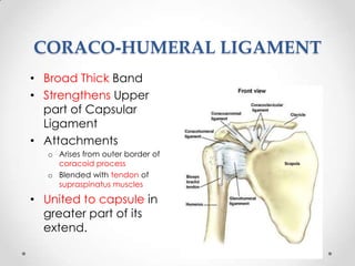 The shoulder joint | PPTX