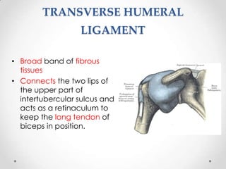 Transverse Ligament Shoulder