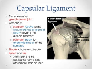 Shoulder Joint Ligaments