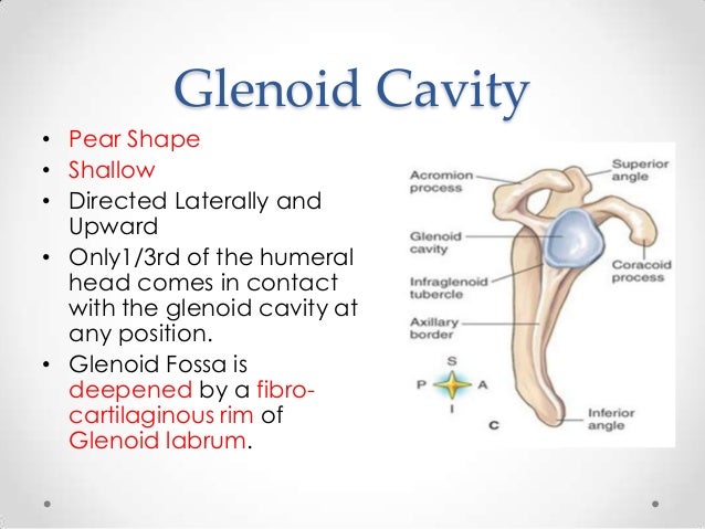 The shoulder joint
