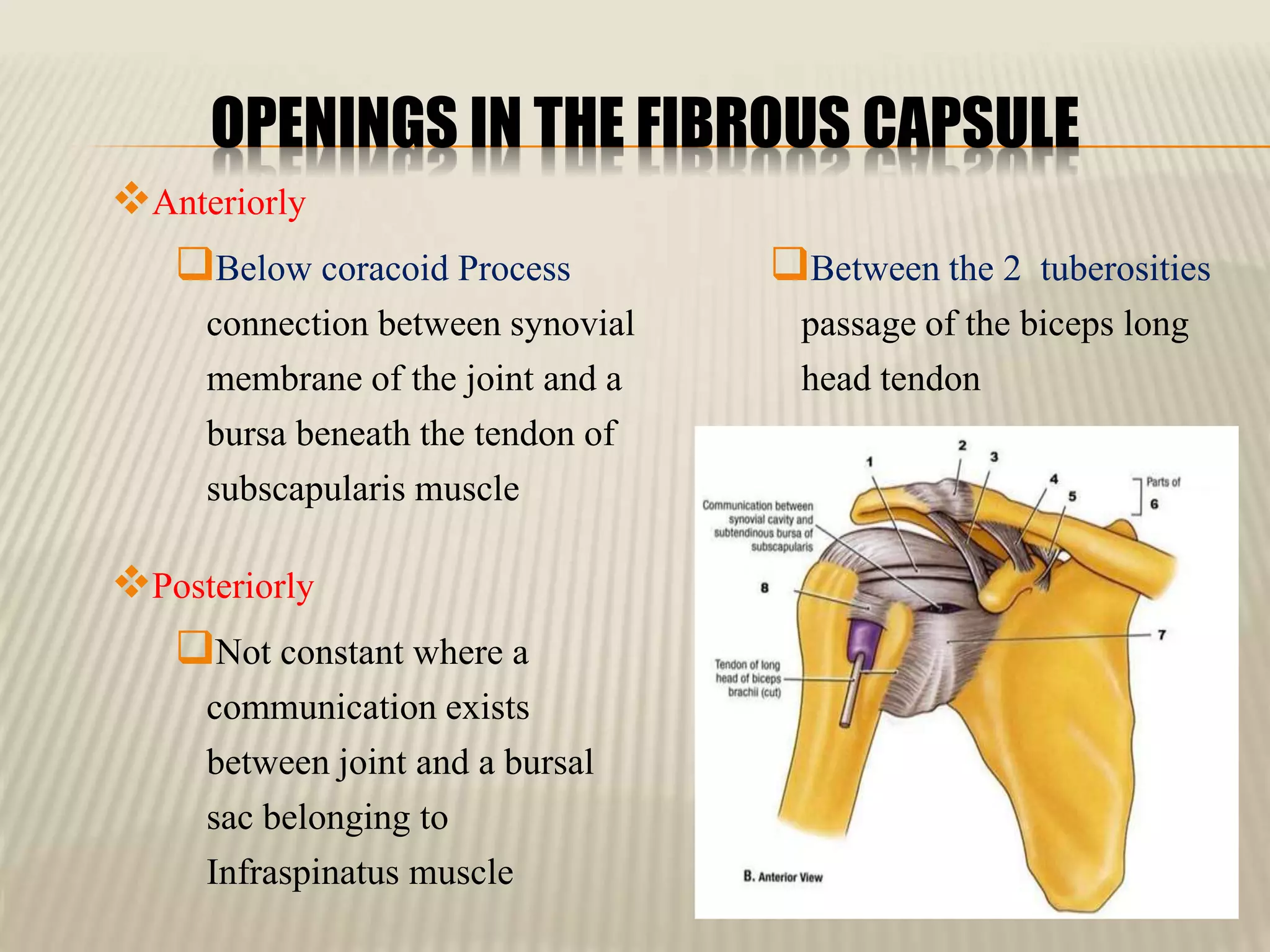 Anatomy of the shoulder joint | PPTX