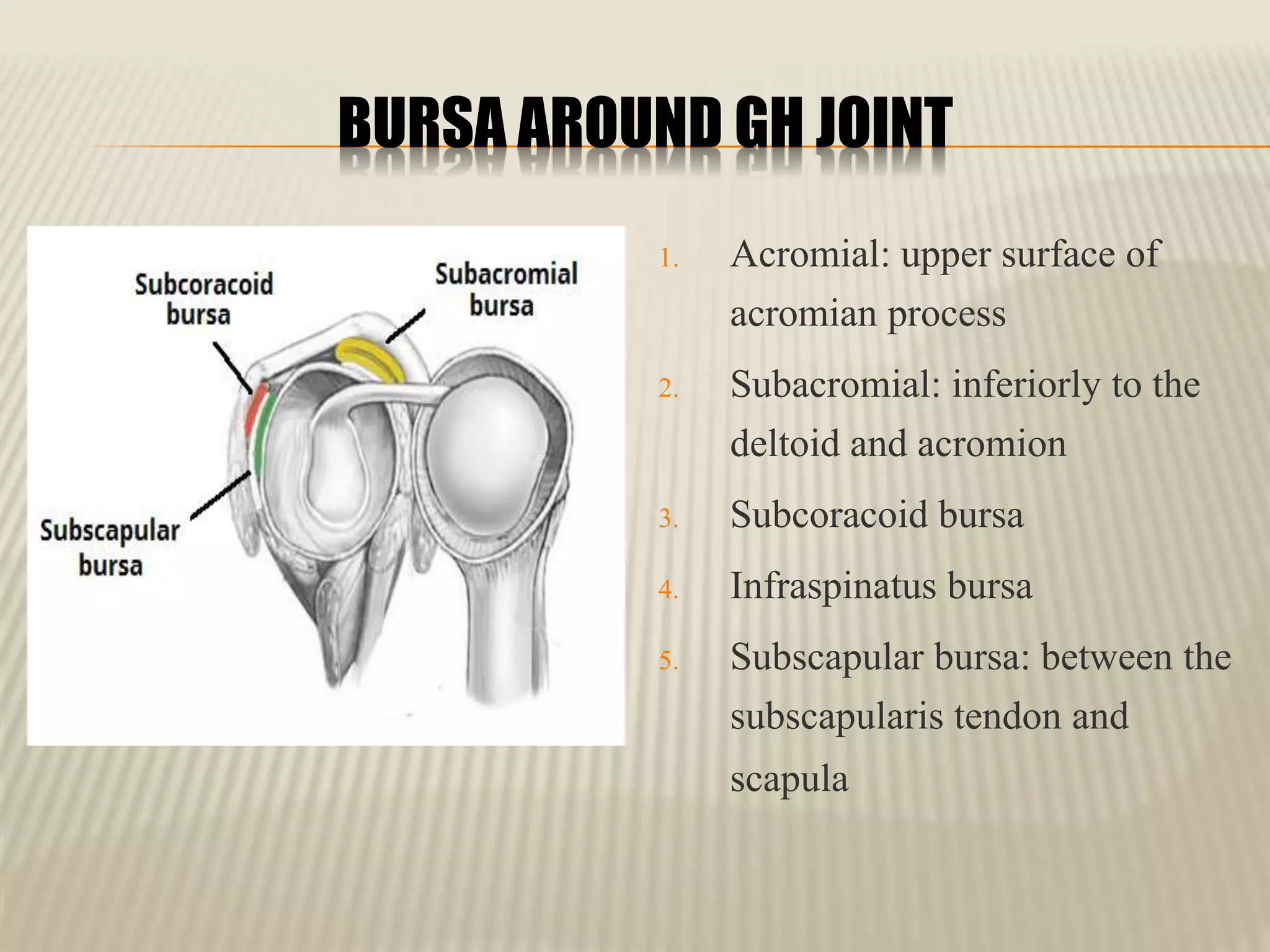 Anatomy of the shoulder joint | PPTX