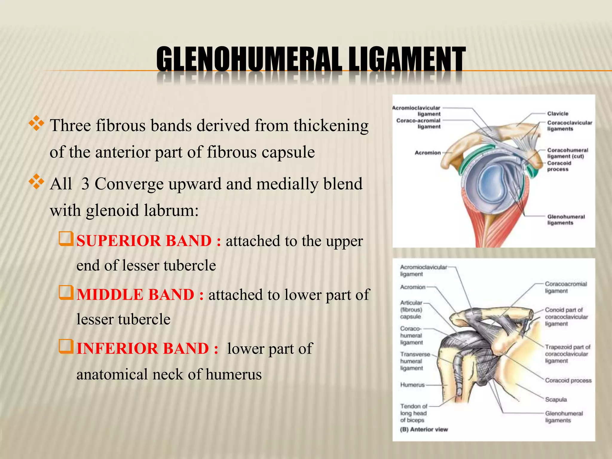 Anatomy of the shoulder joint | PPTX