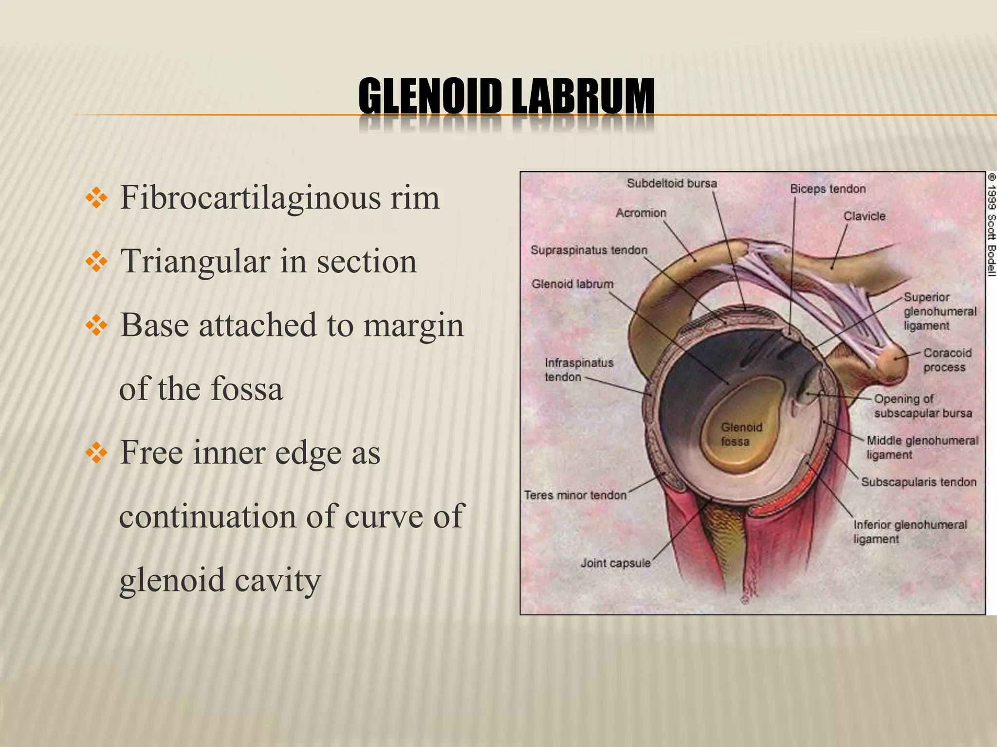 Anatomy of the shoulder joint | PPTX
