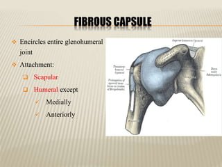 Anatomy of the shoulder joint | PPTX