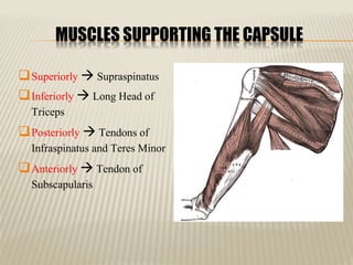 Anatomy of the shoulder joint | PPTX