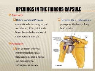 Anatomy of the shoulder joint | PPTX
