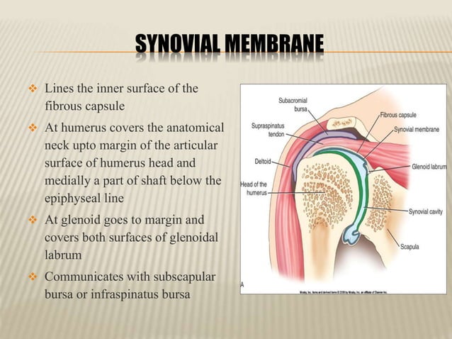 Anatomy of the shoulder joint | PPTX | Death, Injury, or Military ...