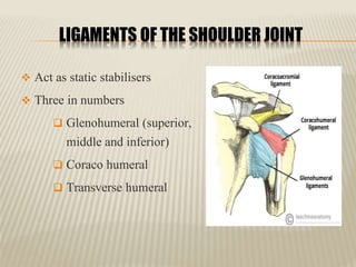 Anatomy of the shoulder joint | PPTX