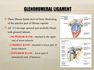 Anatomy of the shoulder joint | PPTX