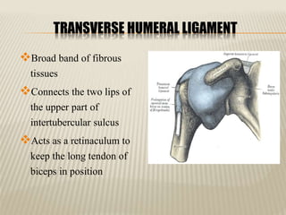 Anatomy of the shoulder joint | PPTX