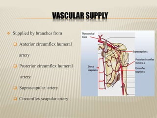 Anatomy of the shoulder joint | PPTX