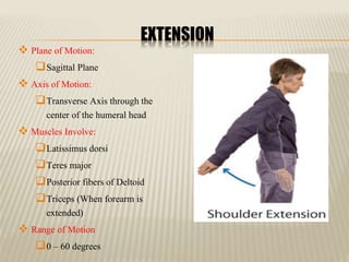 Anatomy of the shoulder joint | PPTX