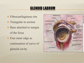 Anatomy of the shoulder joint | PPTX
