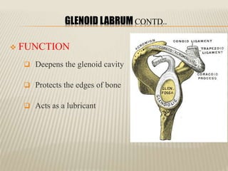 Anatomy of the shoulder joint | PPTX