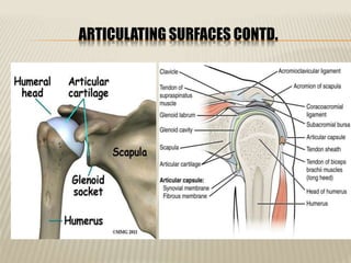 Anatomy of the shoulder joint | PPTX