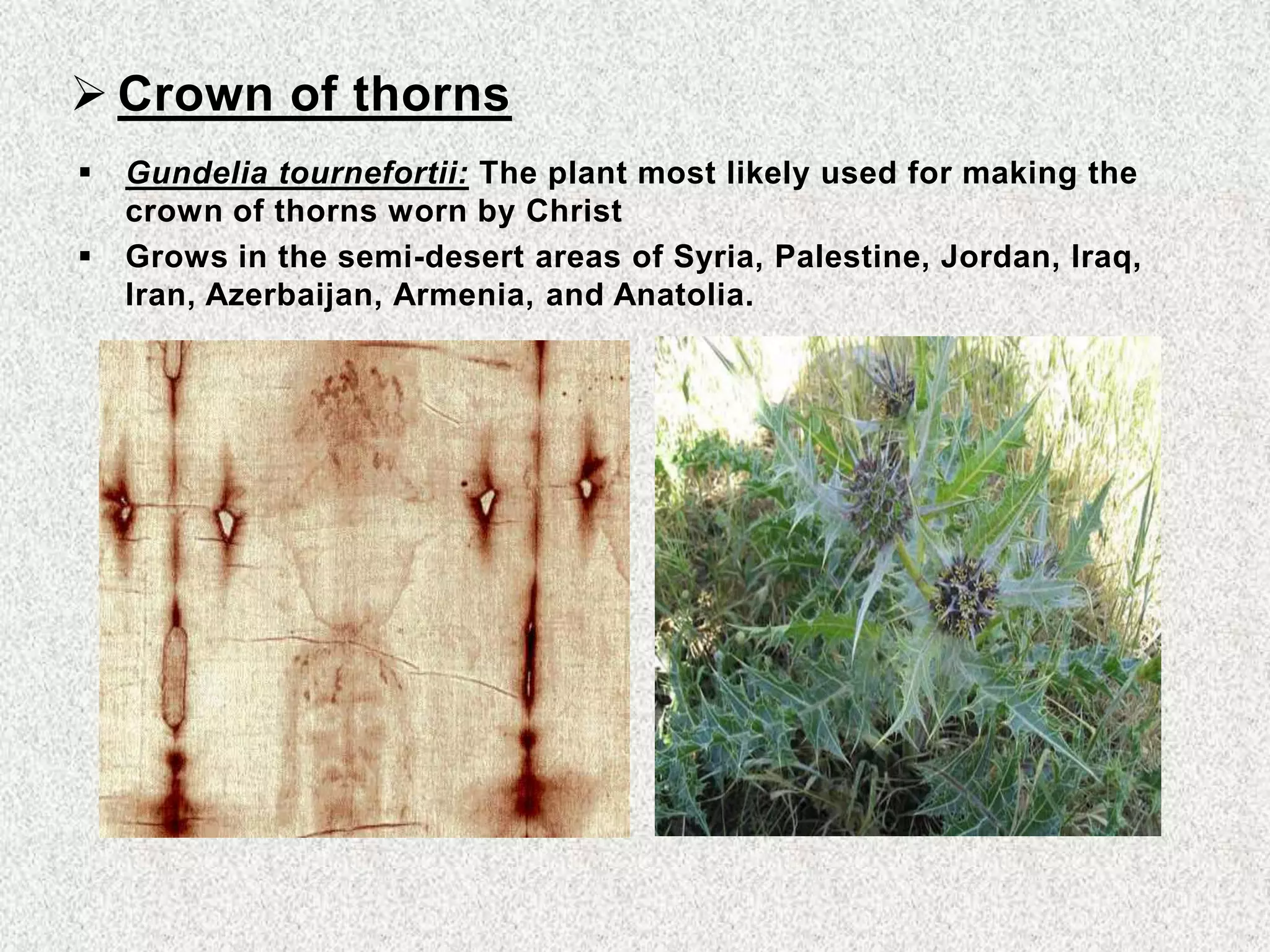 The Shroud of Turin | PPTX