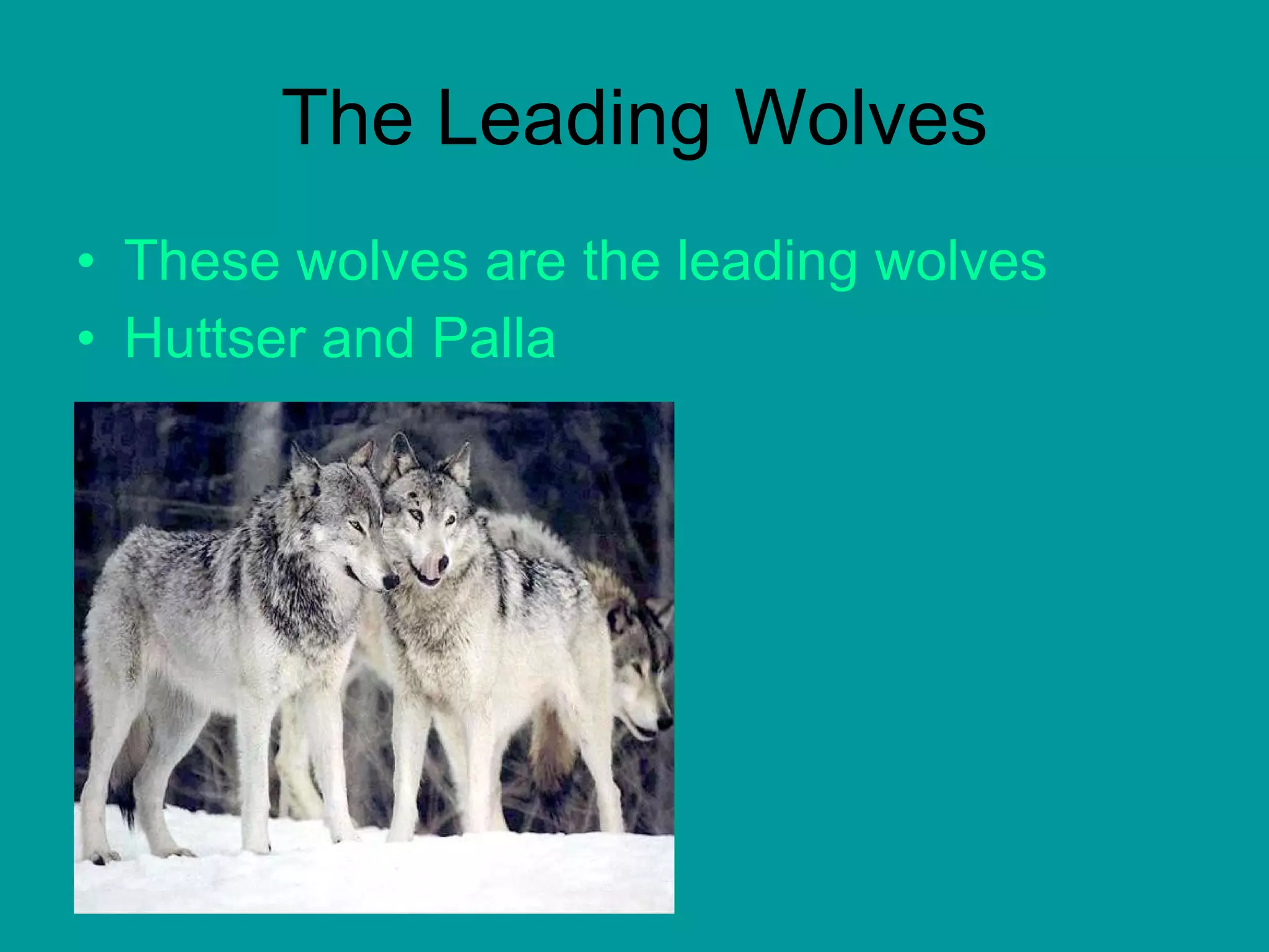 The Sight | PPT