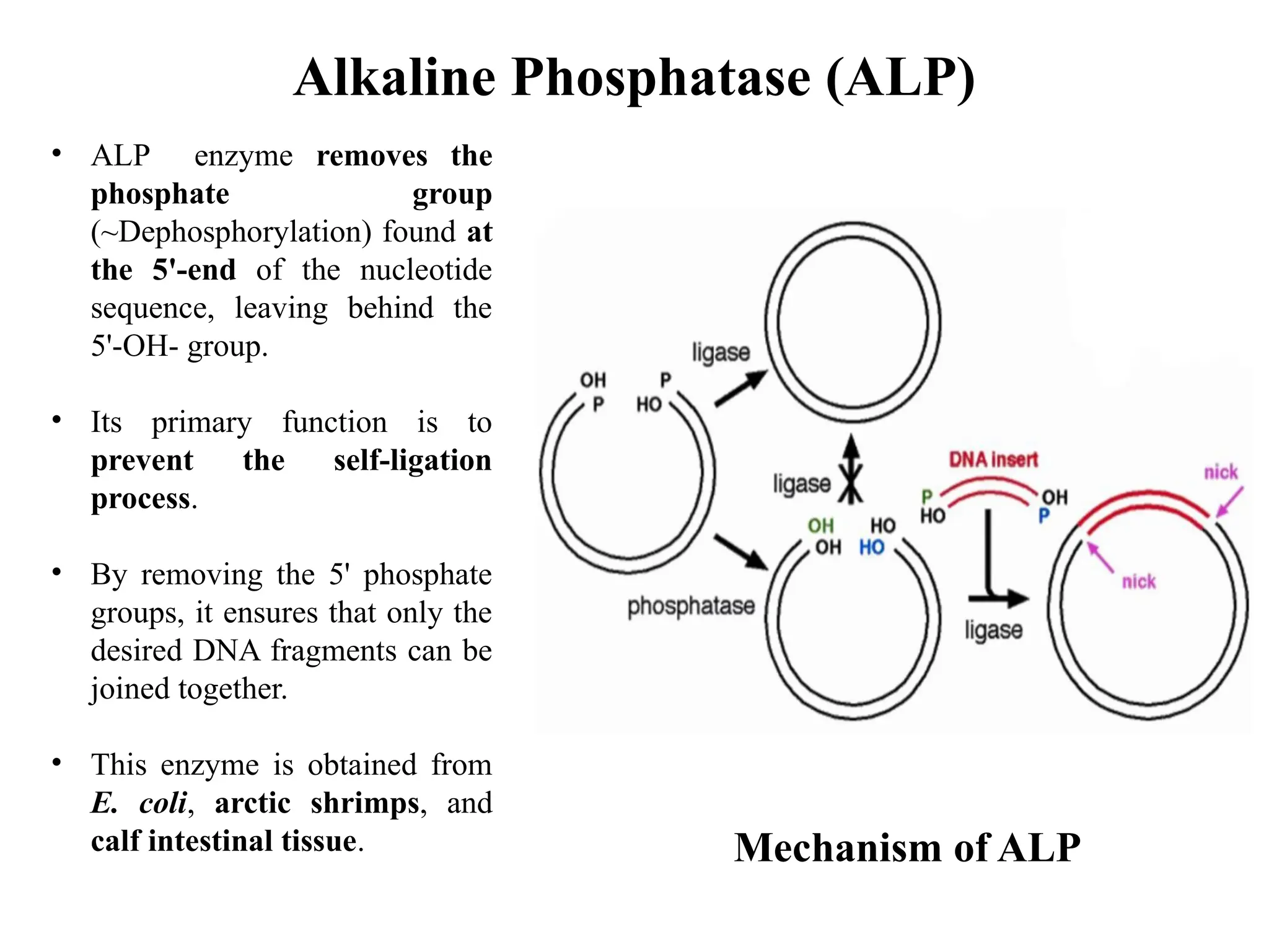 The significance of methylation in Genetic Engg.pptx