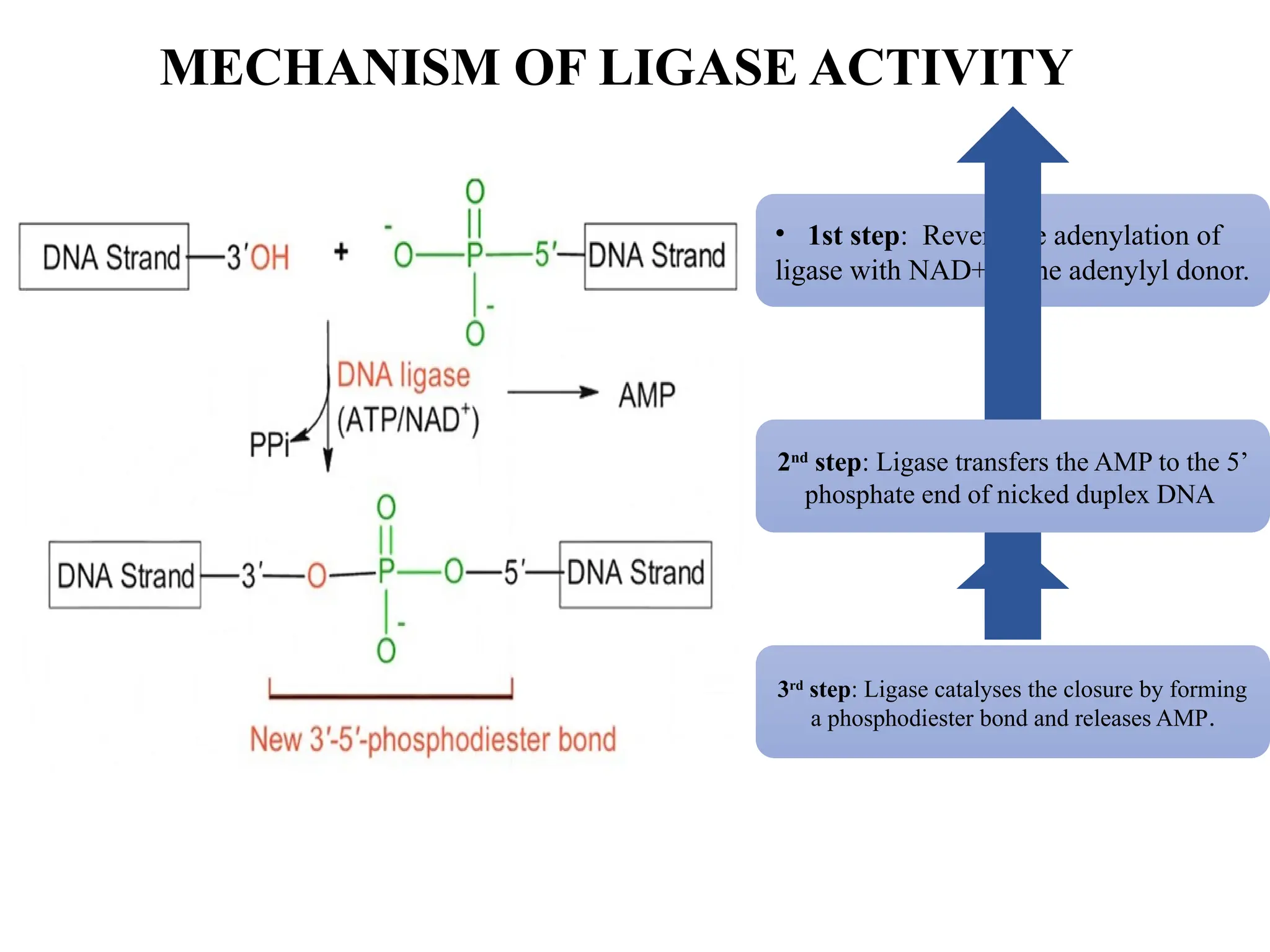 The significance of methylation in Genetic Engg.pptx