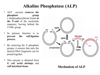 The significance of methylation in Genetic Engg.pptx