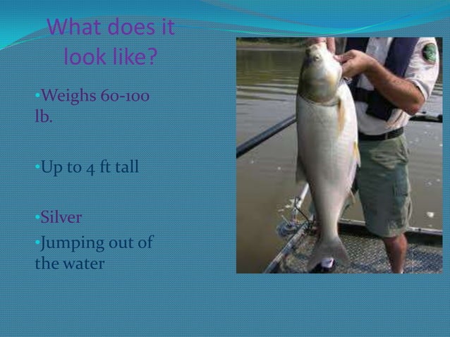 The silver carp.pptx joe | PPT