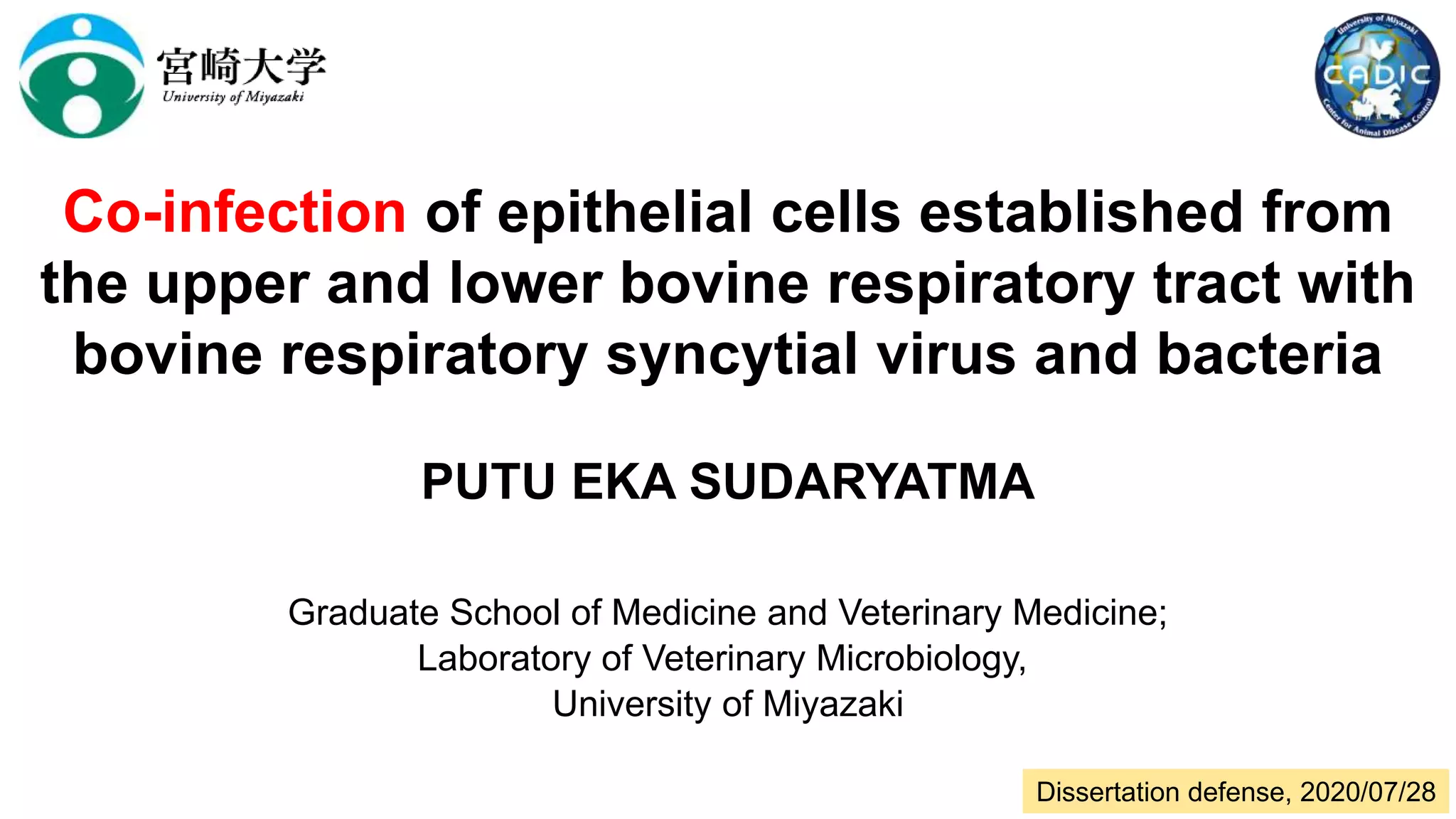 Co-infection of epithelial cells established from the upper and lower ...